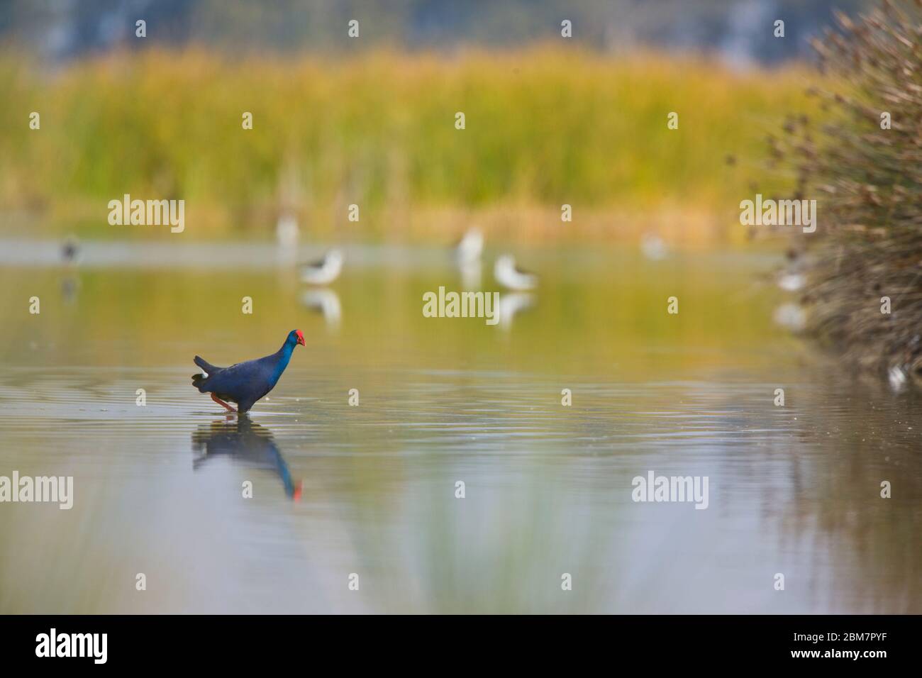 Calamon comun (Porphyris porphyris Stock Photo - Alamy