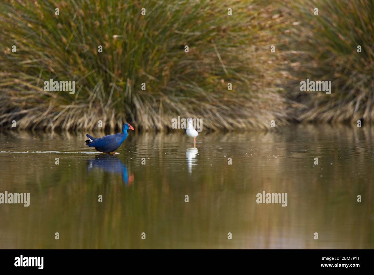 Calamon comun hi-res stock photography and images - Alamy