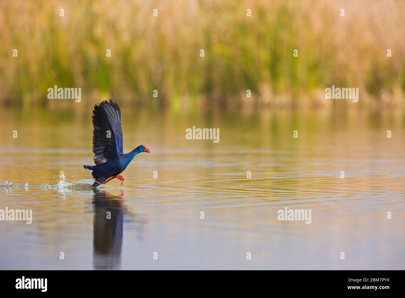 Calamon comun (Porphyris porphyris Stock Photo - Alamy