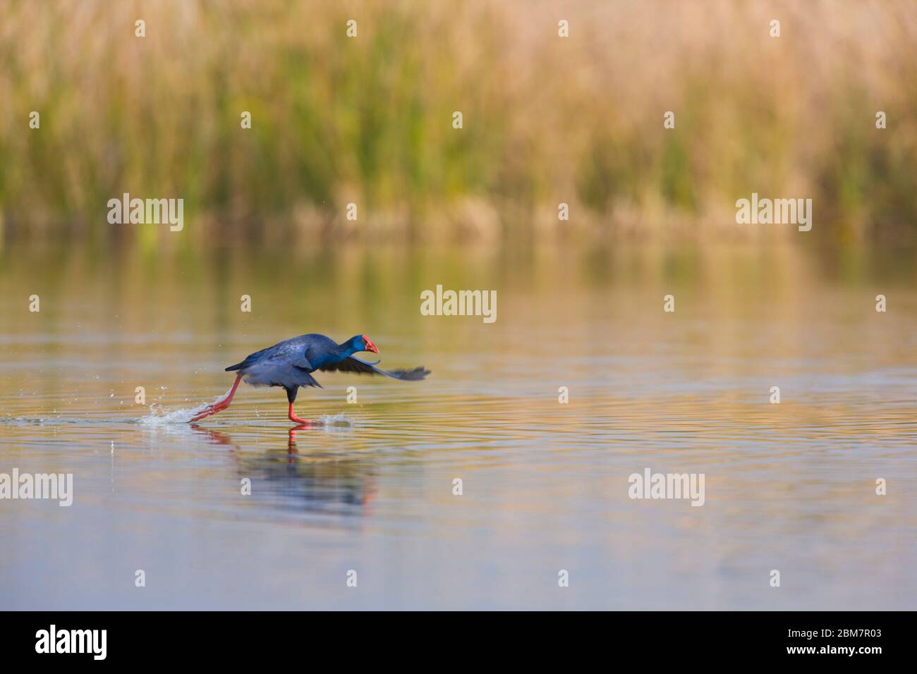 Calamon comun (Porphyris porphyris Stock Photo - Alamy