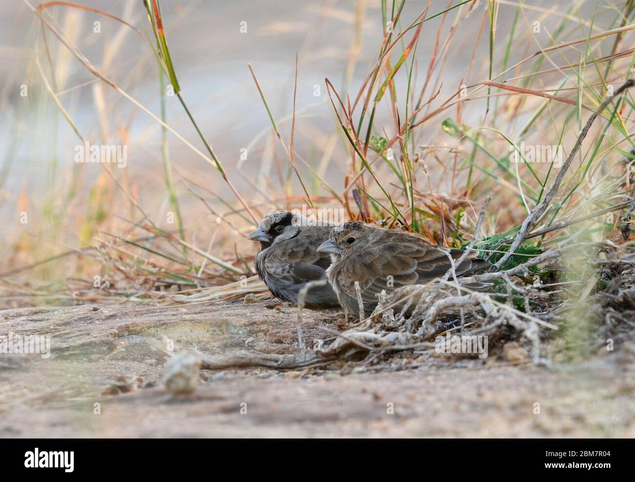 India’s rich natural landscape has long been the refuge of birds from ...