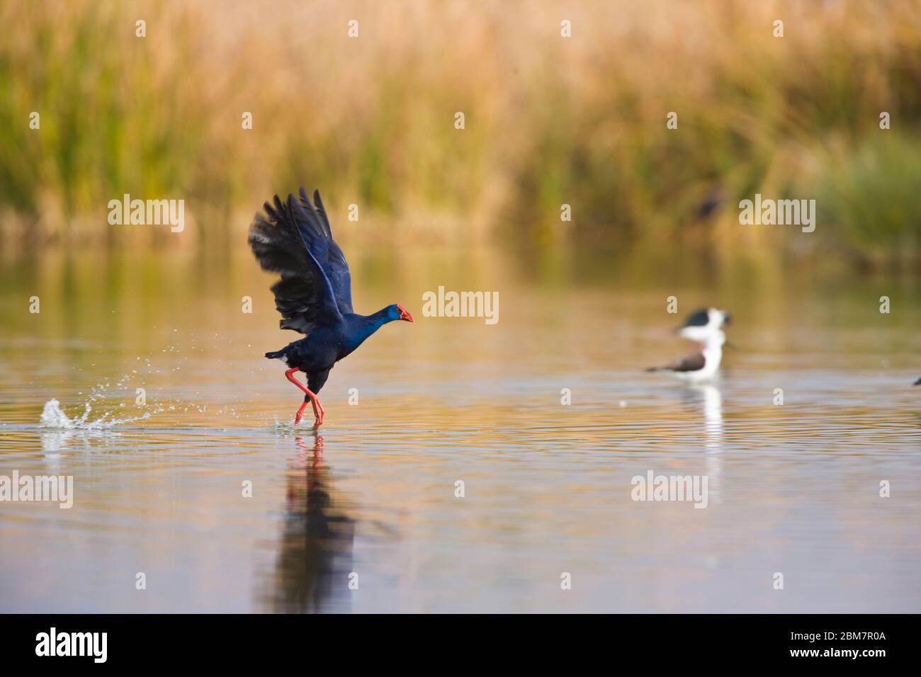 Calamon comun (Porphyris porphyris Stock Photo - Alamy