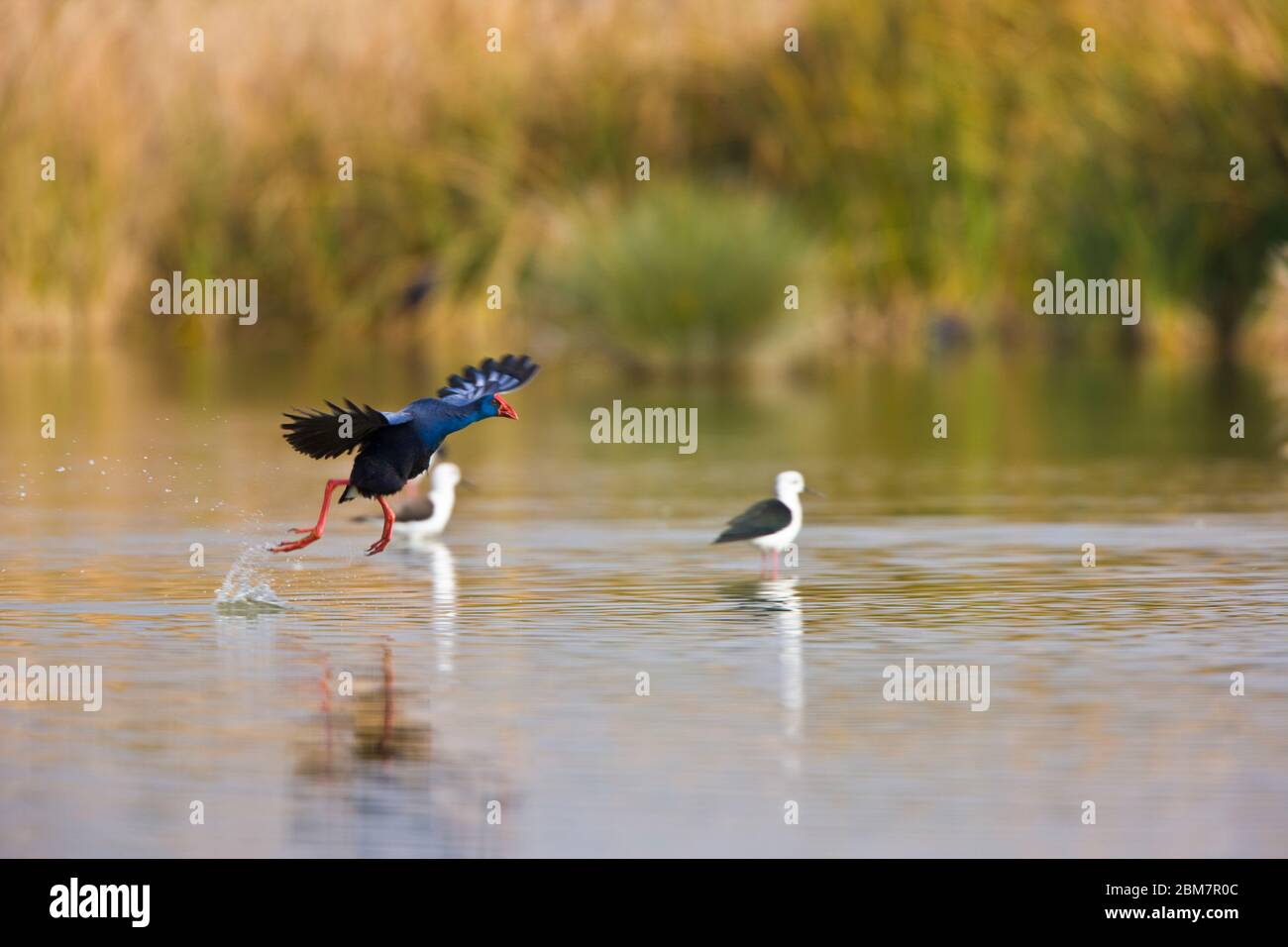 Comun rural hi-res stock photography and images - Alamy