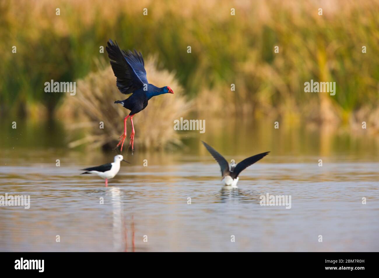 Calamon comun (Porphyris porphyris Stock Photo - Alamy