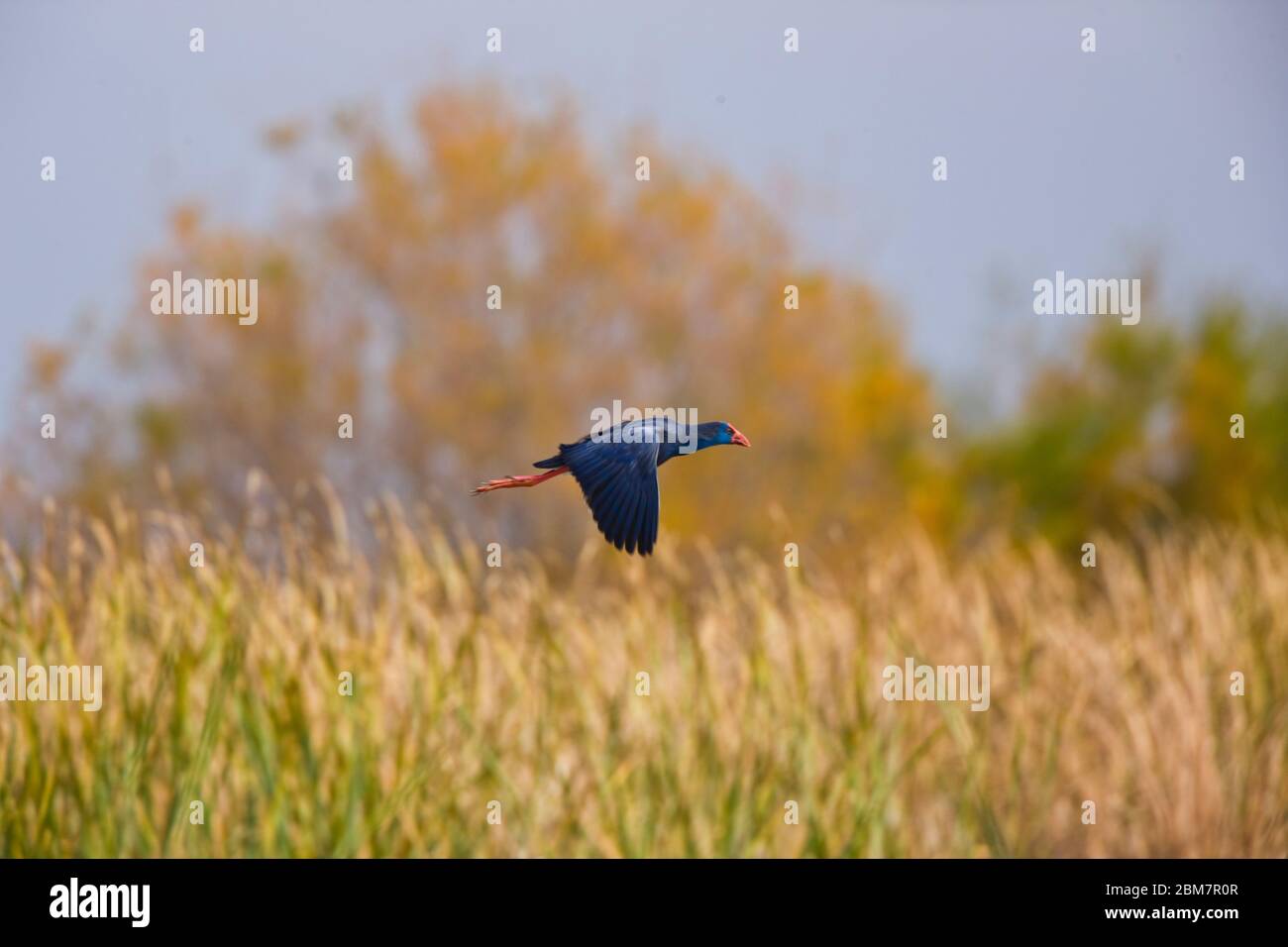 Calamon comun (Porphyris porphyris Stock Photo - Alamy