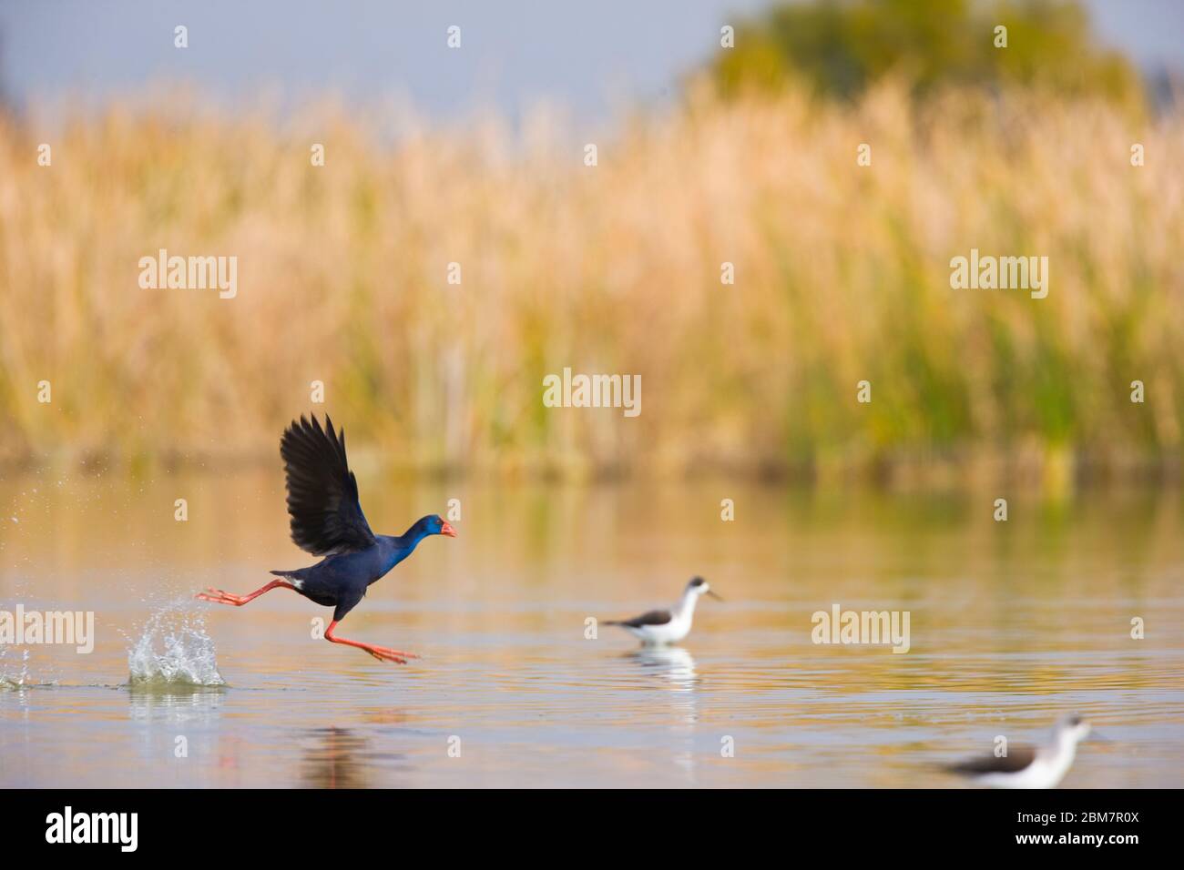 Comun rural hi-res stock photography and images - Alamy