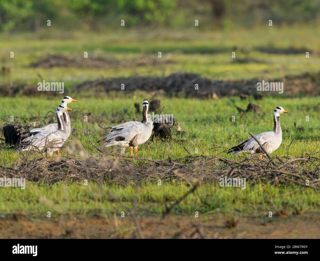 Bar-headed goose-A visual treat, A fascinating iconic bird that keeps ...