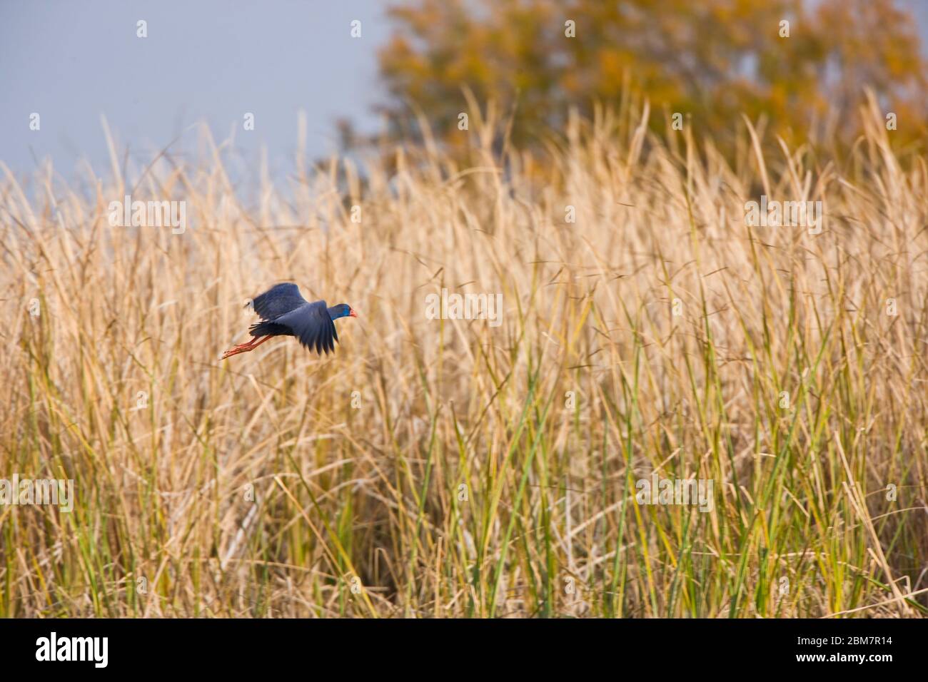 Calamon comun (Porphyris porphyris Stock Photo - Alamy