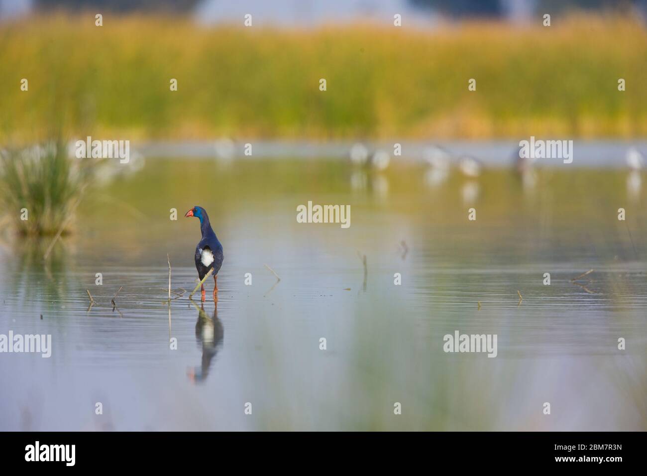 Porphyris hi-res stock photography and images - Alamy