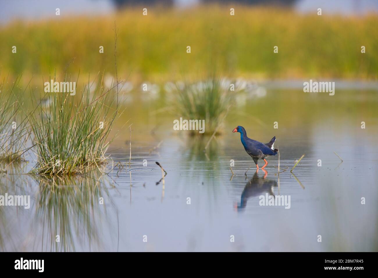 Calamon hi-res stock photography and images - Alamy