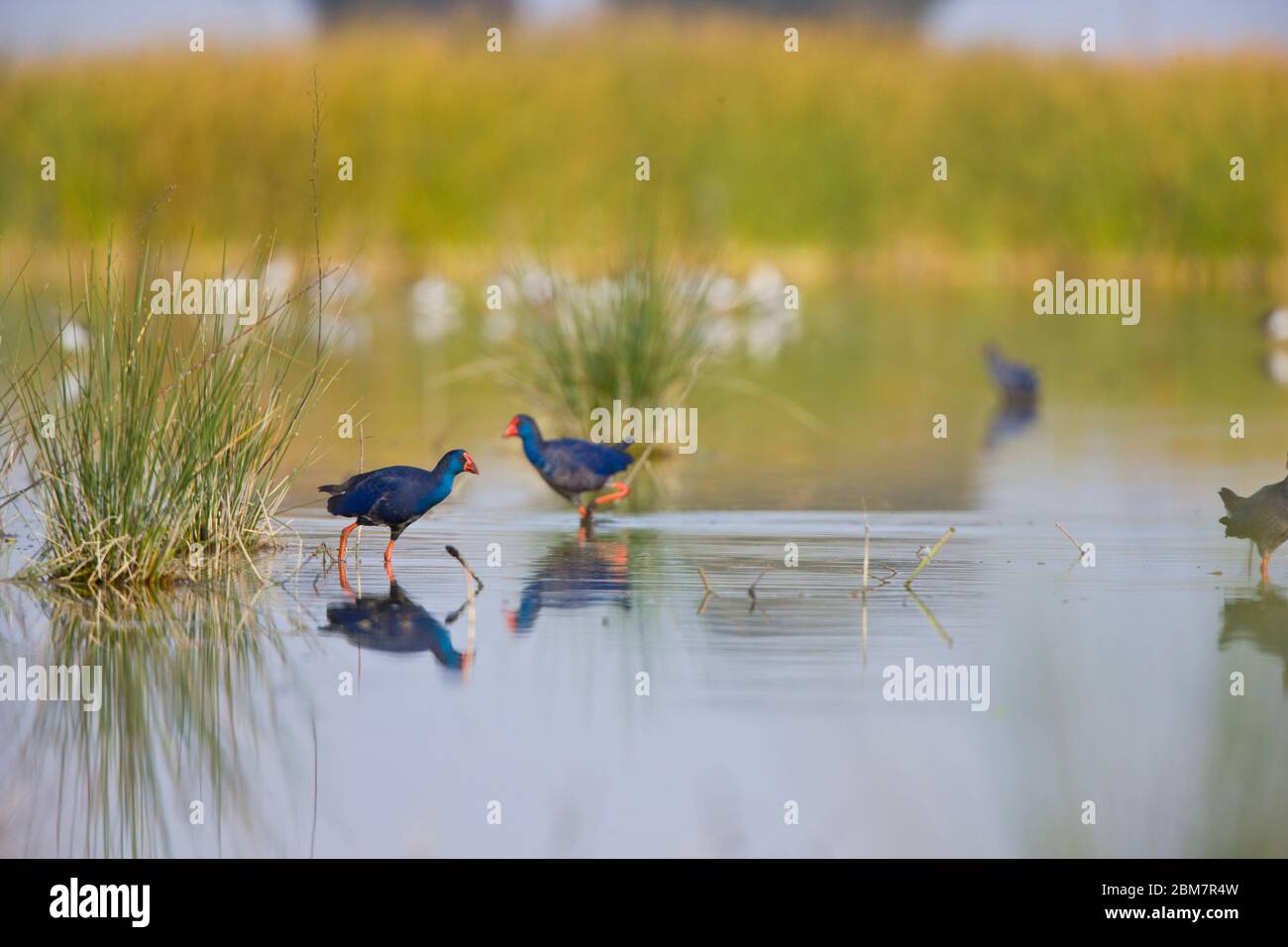 Porphyris hi-res stock photography and images - Alamy