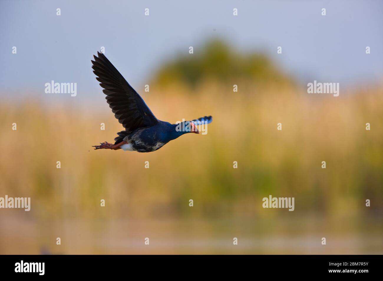 Calamon comun (Porphyris porphyris Stock Photo - Alamy