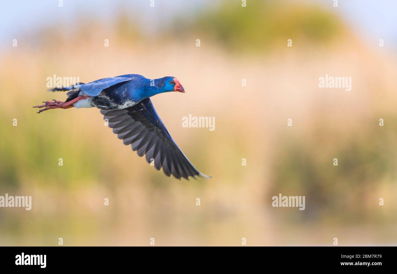 Calamon comun (Porphyris porphyris Stock Photo - Alamy