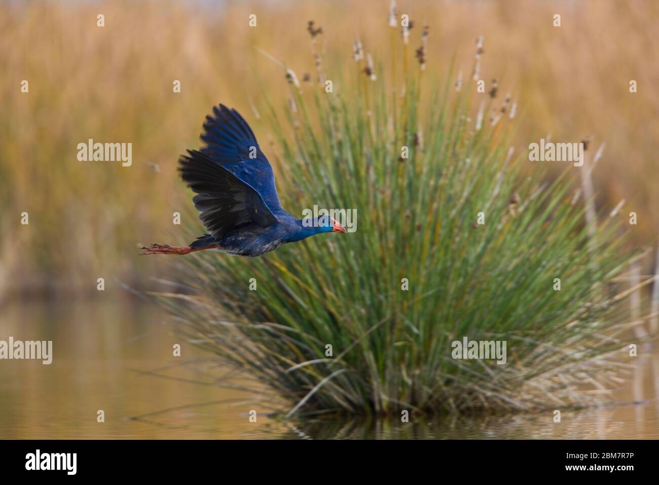 Calamon comun (Porphyris porphyris Stock Photo - Alamy