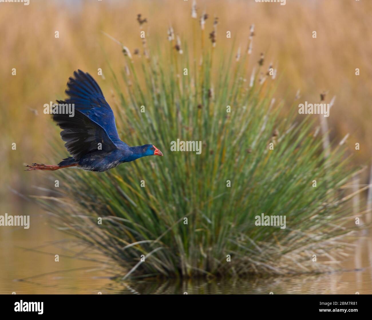 Porphyris hi-res stock photography and images - Alamy