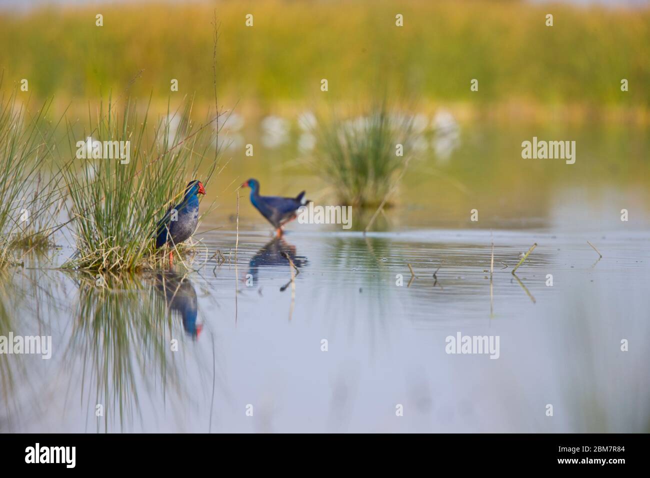 Porphyris hi-res stock photography and images - Alamy