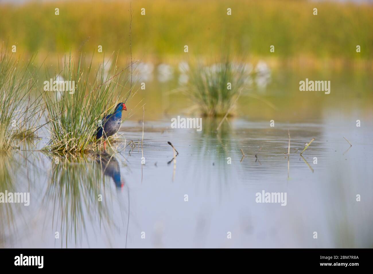 Calamon comun (Porphyris porphyris Stock Photo - Alamy