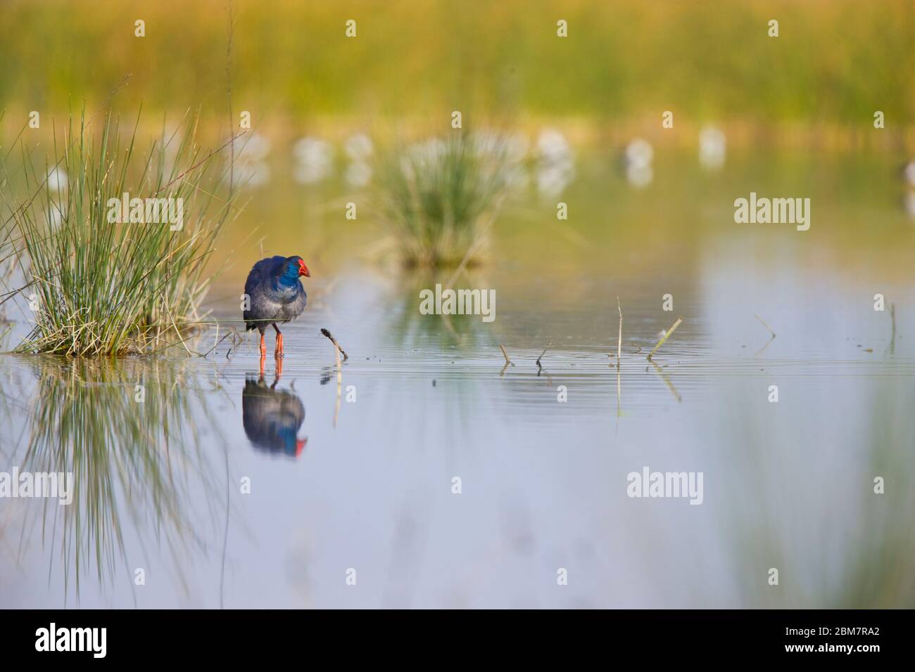 Calamon comun (Porphyris porphyris Stock Photo - Alamy