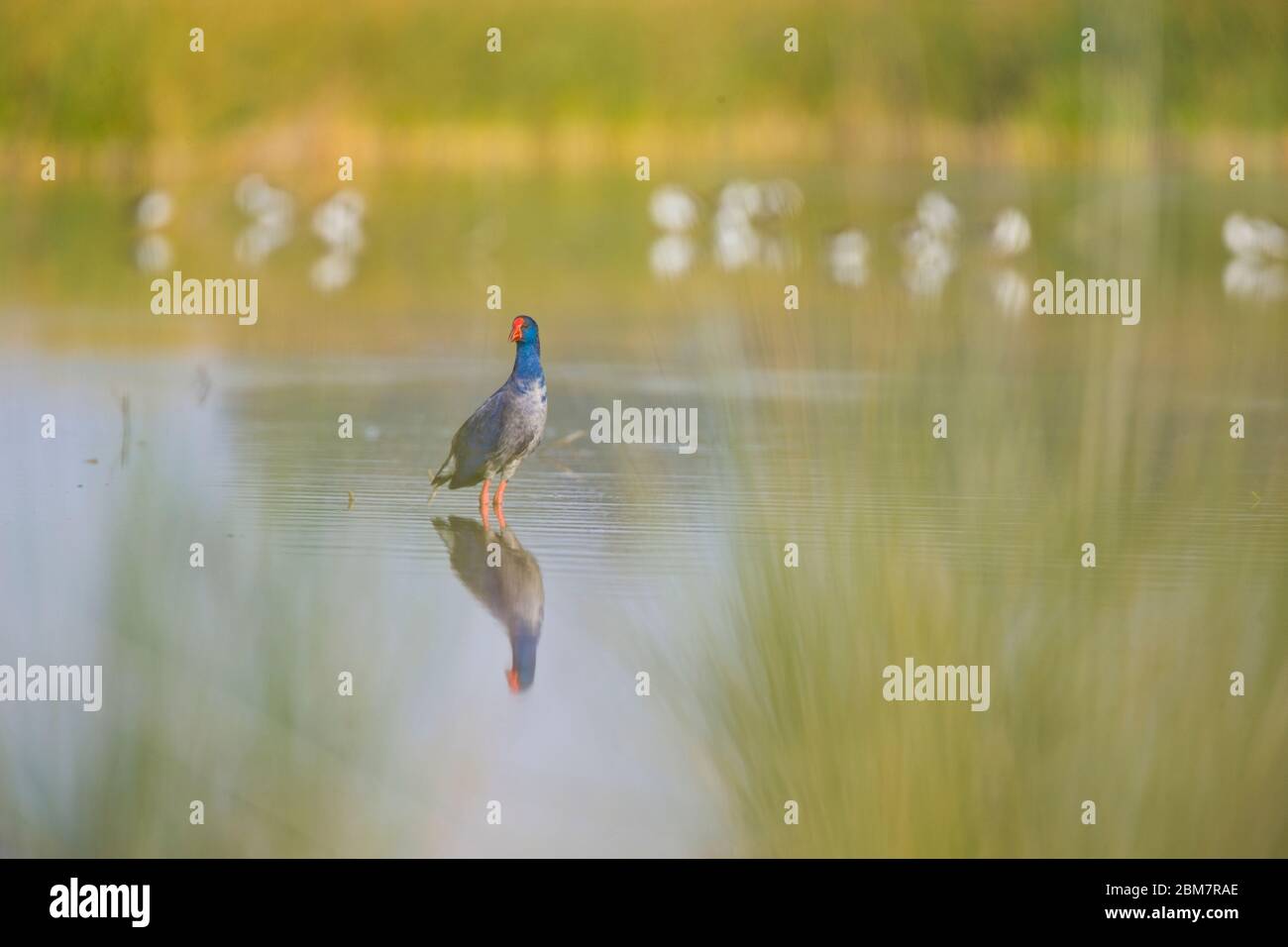 Calamon comun (Porphyris porphyris Stock Photo - Alamy