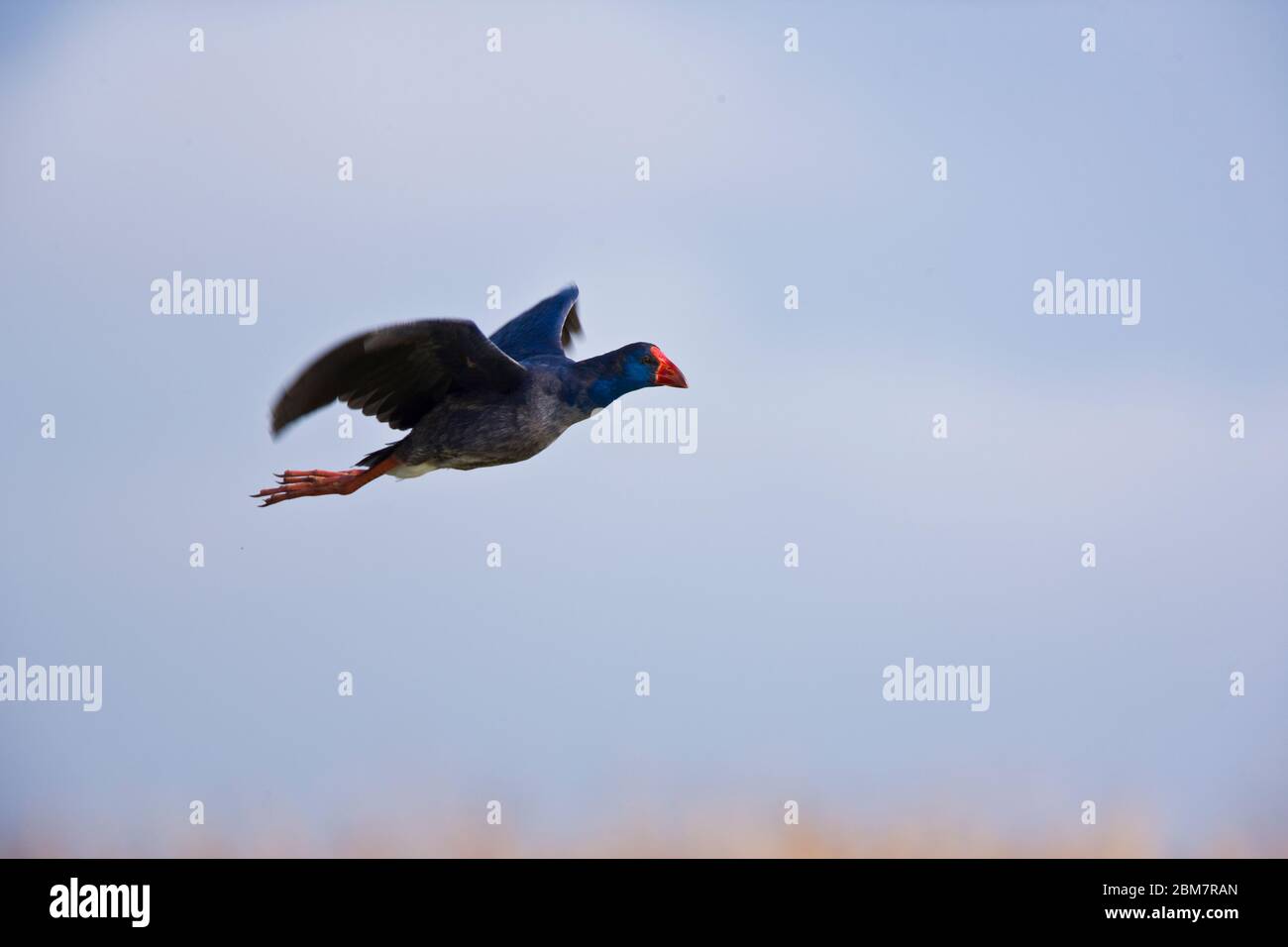 Calamon comun (Porphyris porphyris Stock Photo - Alamy