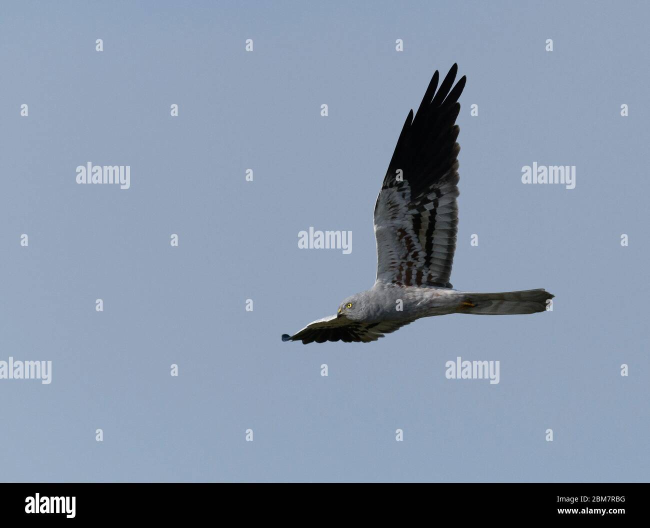 Montagu`s Harrier ( Circus pygargus ) adult male flying - spring ...