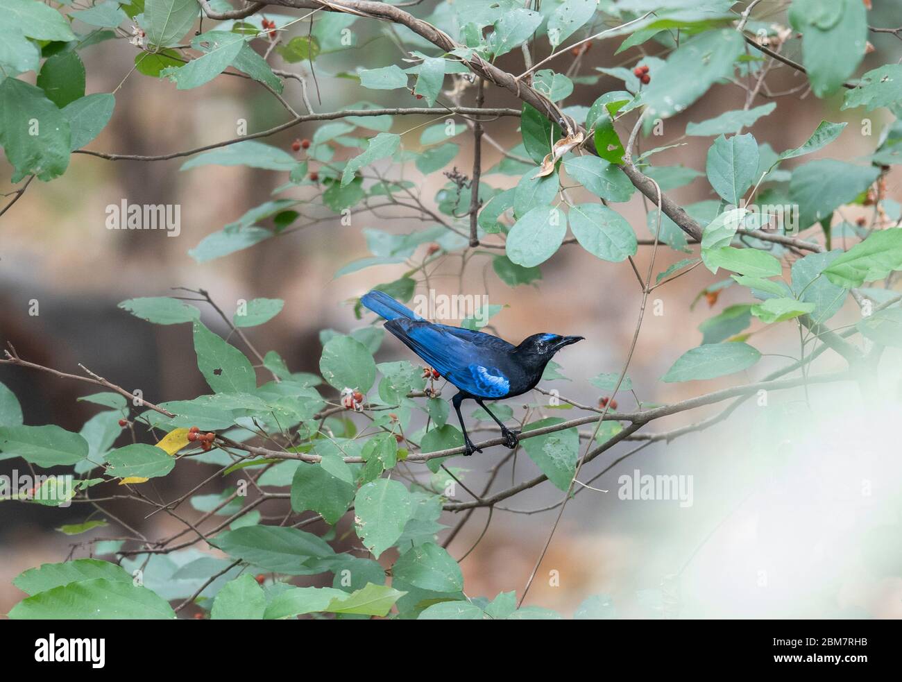 Malabar whistling thrush, India’s rich natural landscape has long been ...