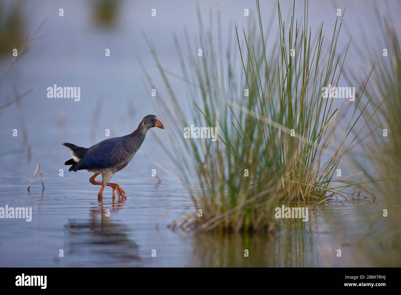 Porphyris hi-res stock photography and images - Alamy