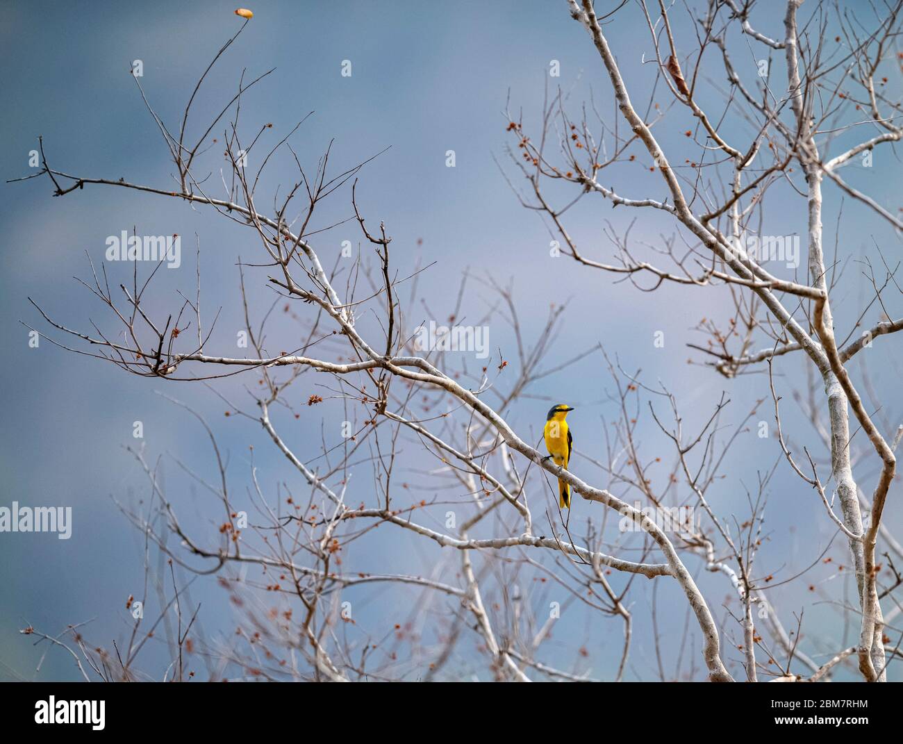 Minivet bird, India’s rich natural landscape has long been the refuge ...