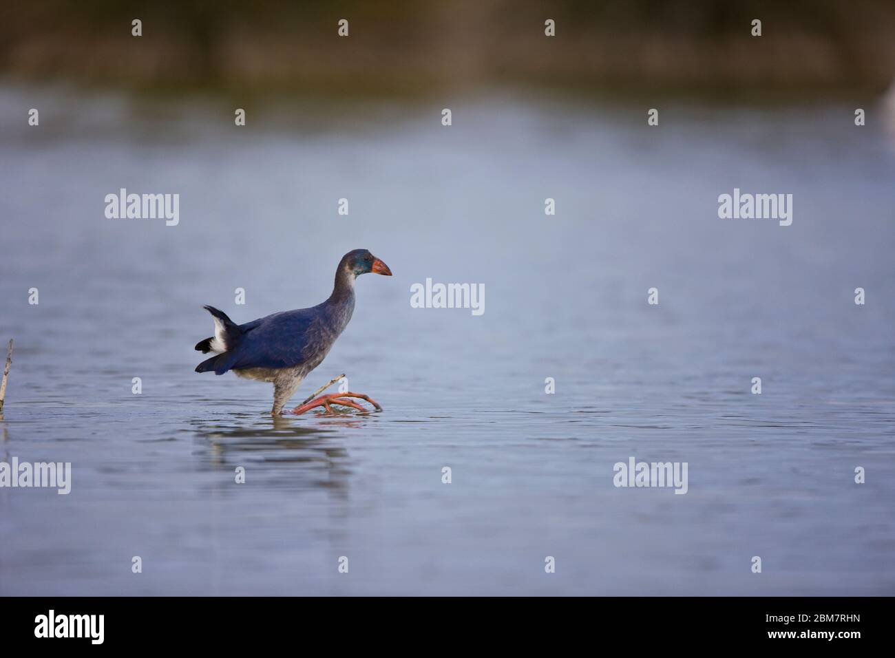 Calamon comun (Porphyris porphyris Stock Photo - Alamy