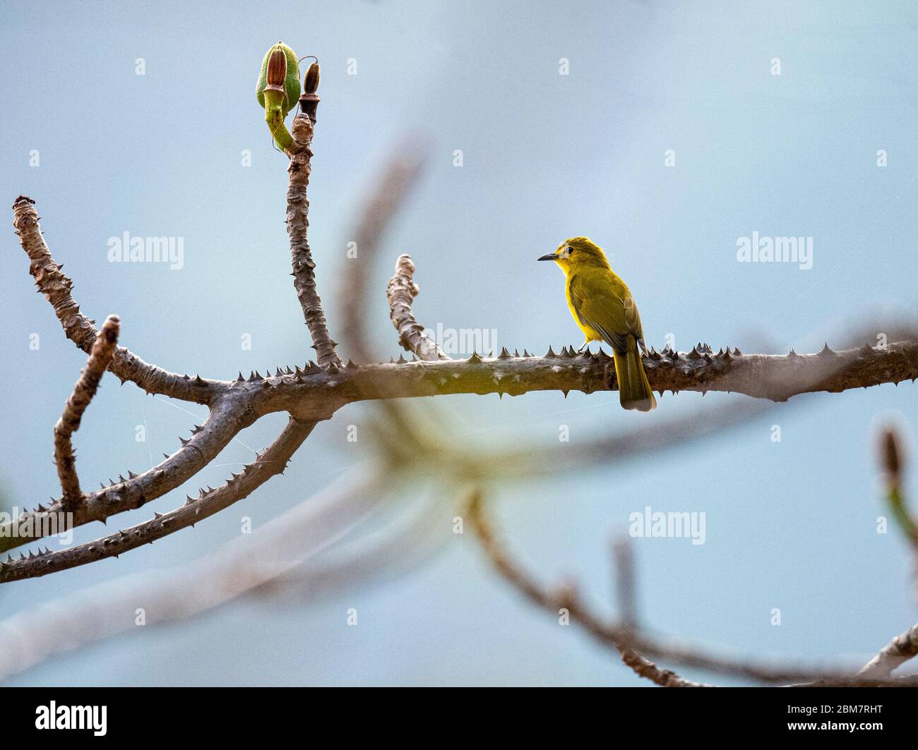 Yellow bull bull, India’s rich natural landscape has long been the ...