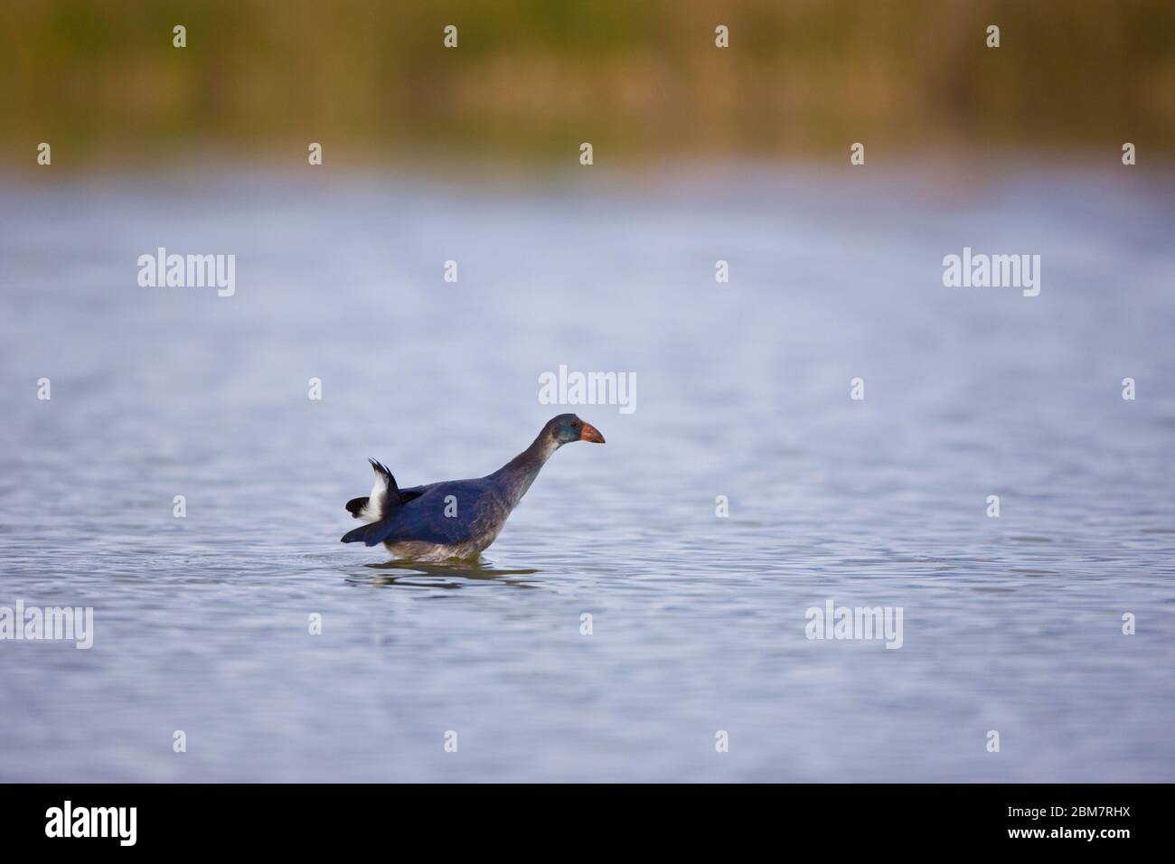 Porphyris hi-res stock photography and images - Alamy