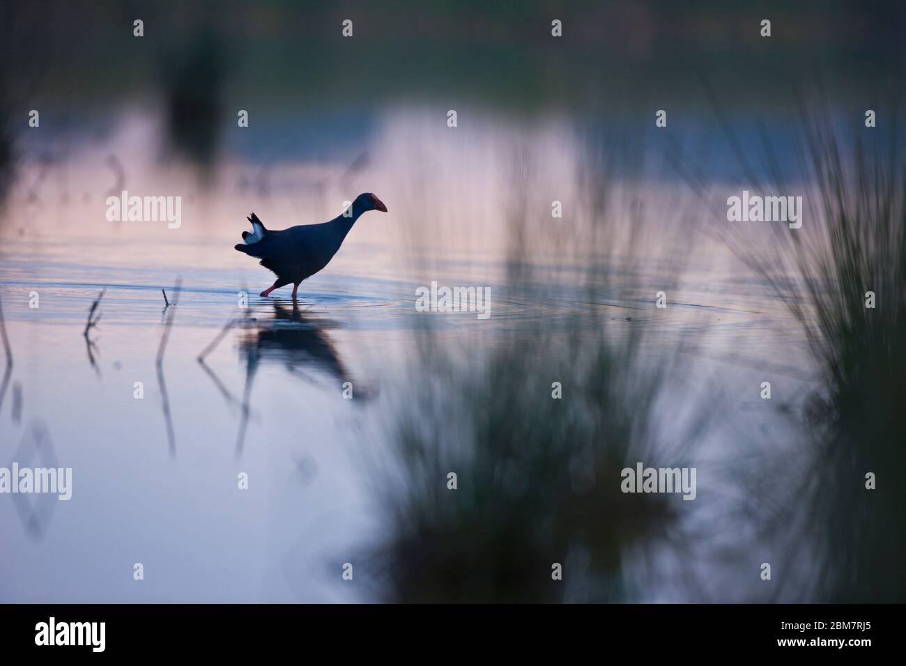 Porphyris hi-res stock photography and images - Alamy