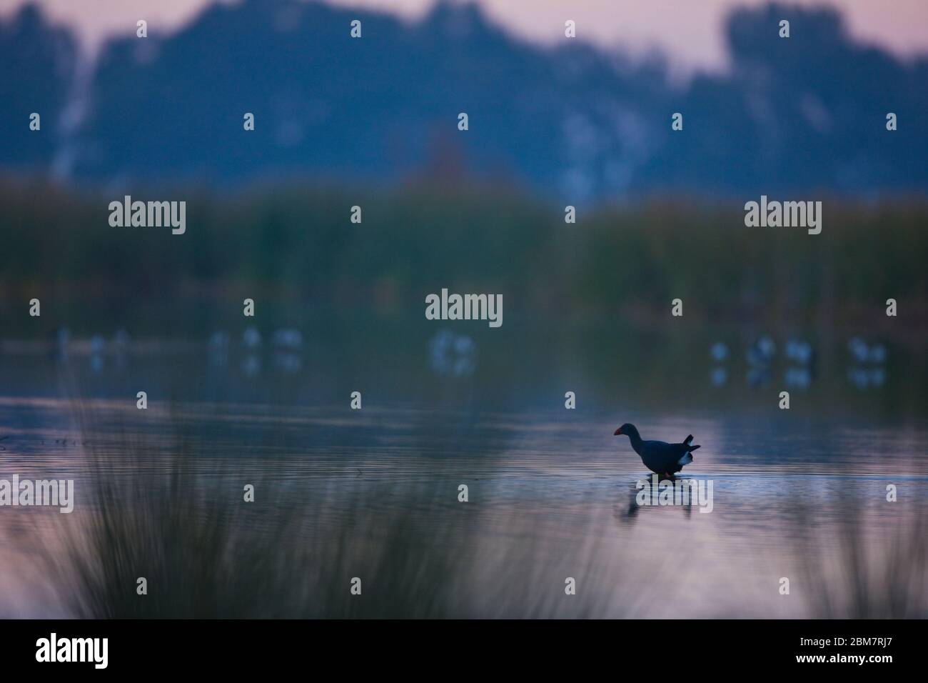 Porphyris hi-res stock photography and images - Alamy