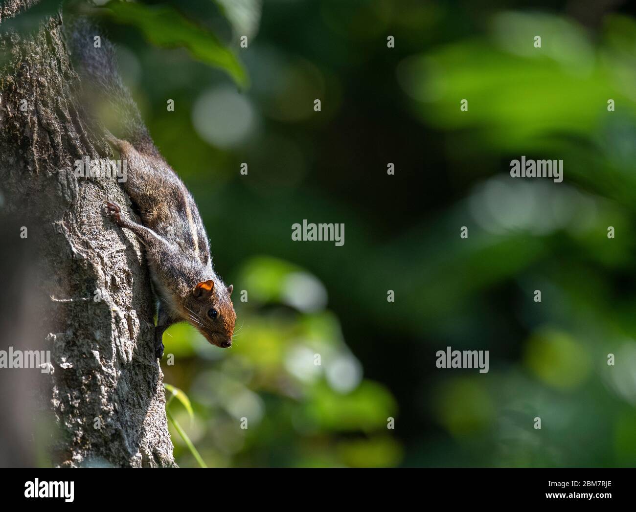 Indian palm squirrels hi-res stock photography and images - Alamy