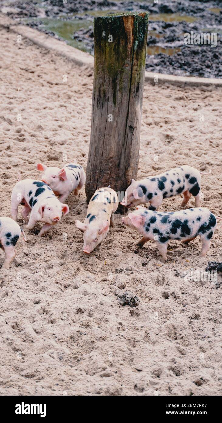 cute little pigs running around Stock Photo - Alamy
