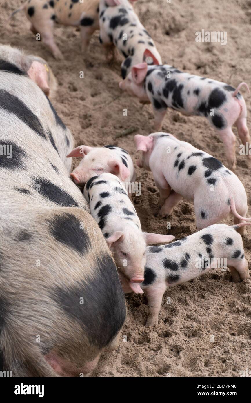 Pictures Of Cute Baby Pigs