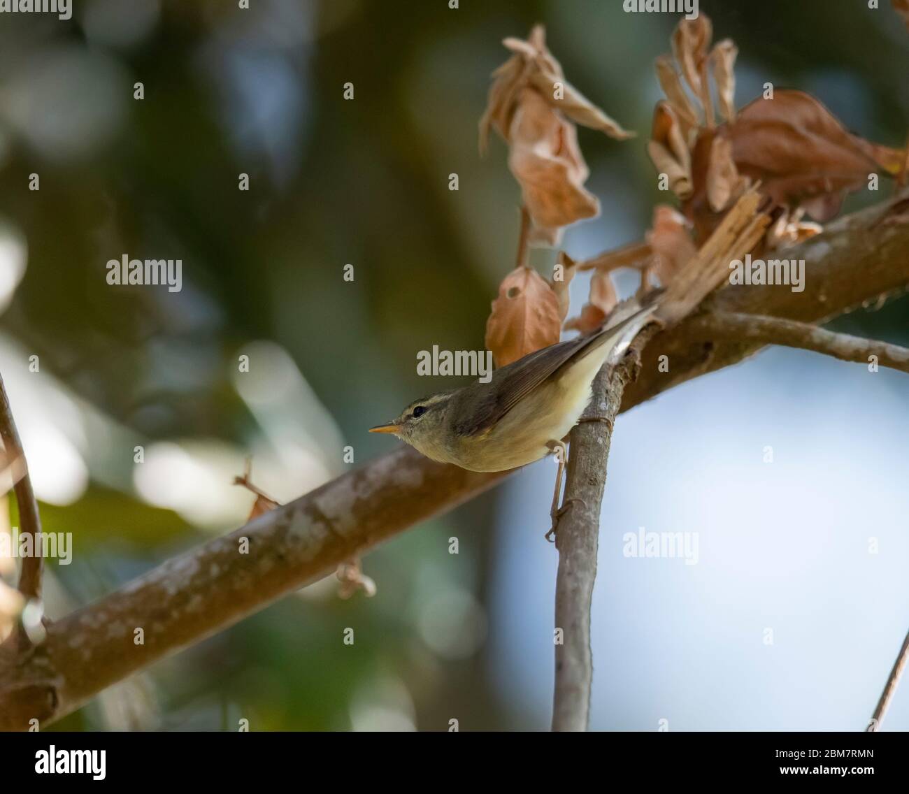 India’s rich natural landscape has long been the refuge of birds from ...