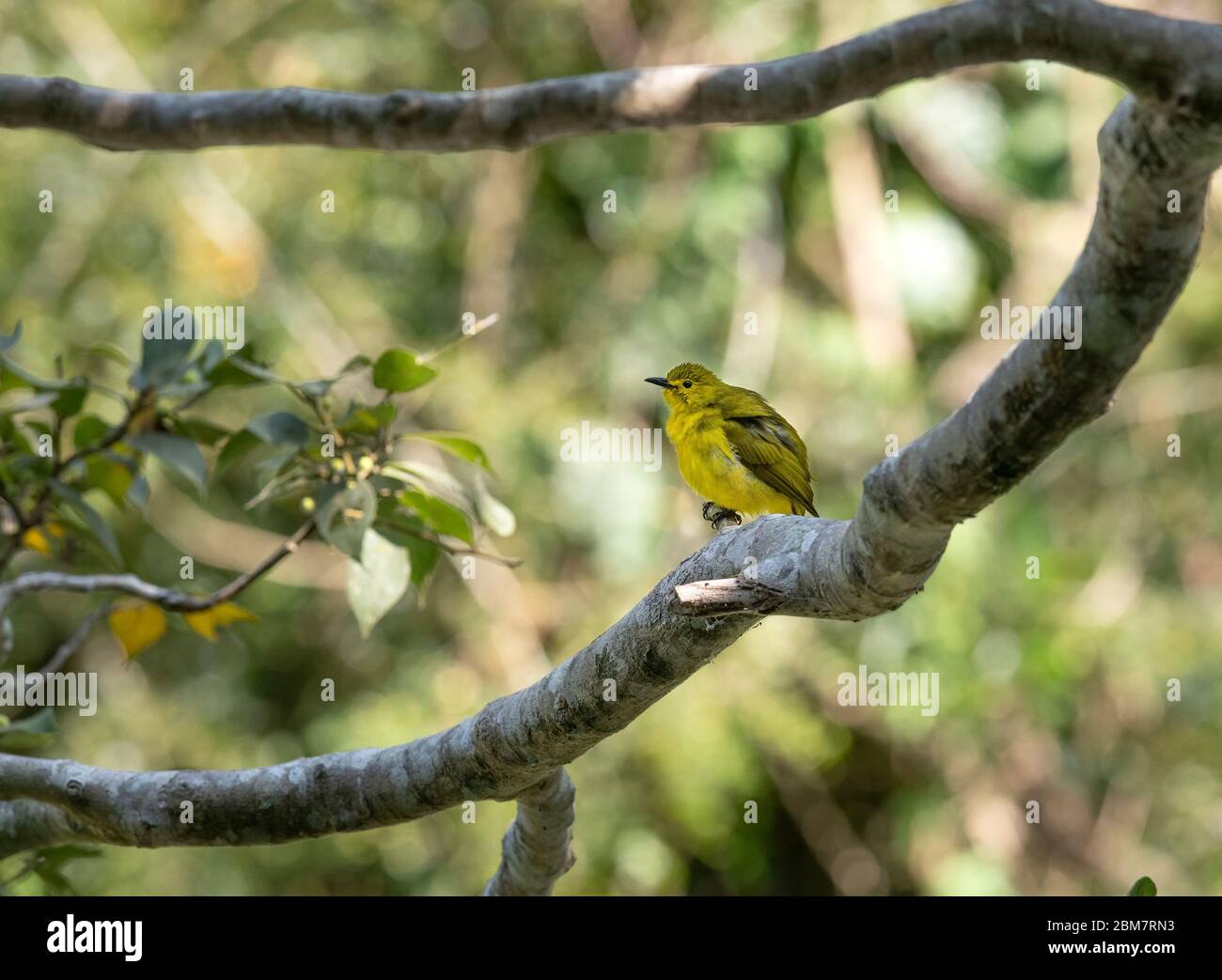 Yellow bull bull bird,India’s rich natural landscape has long been the ...
