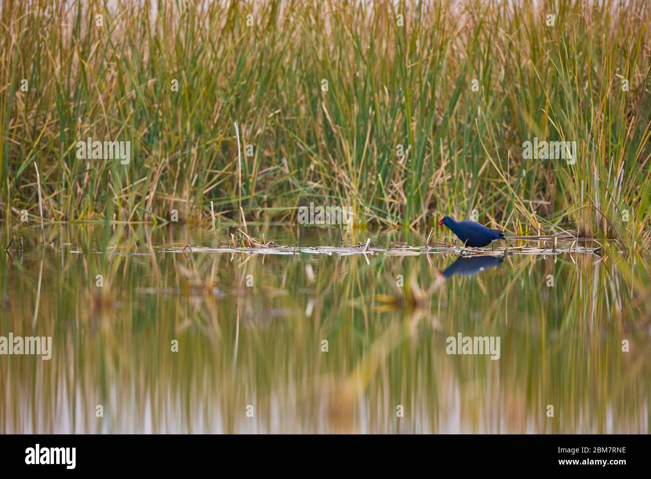 Calamon comun (Porphyris porphyris Stock Photo - Alamy