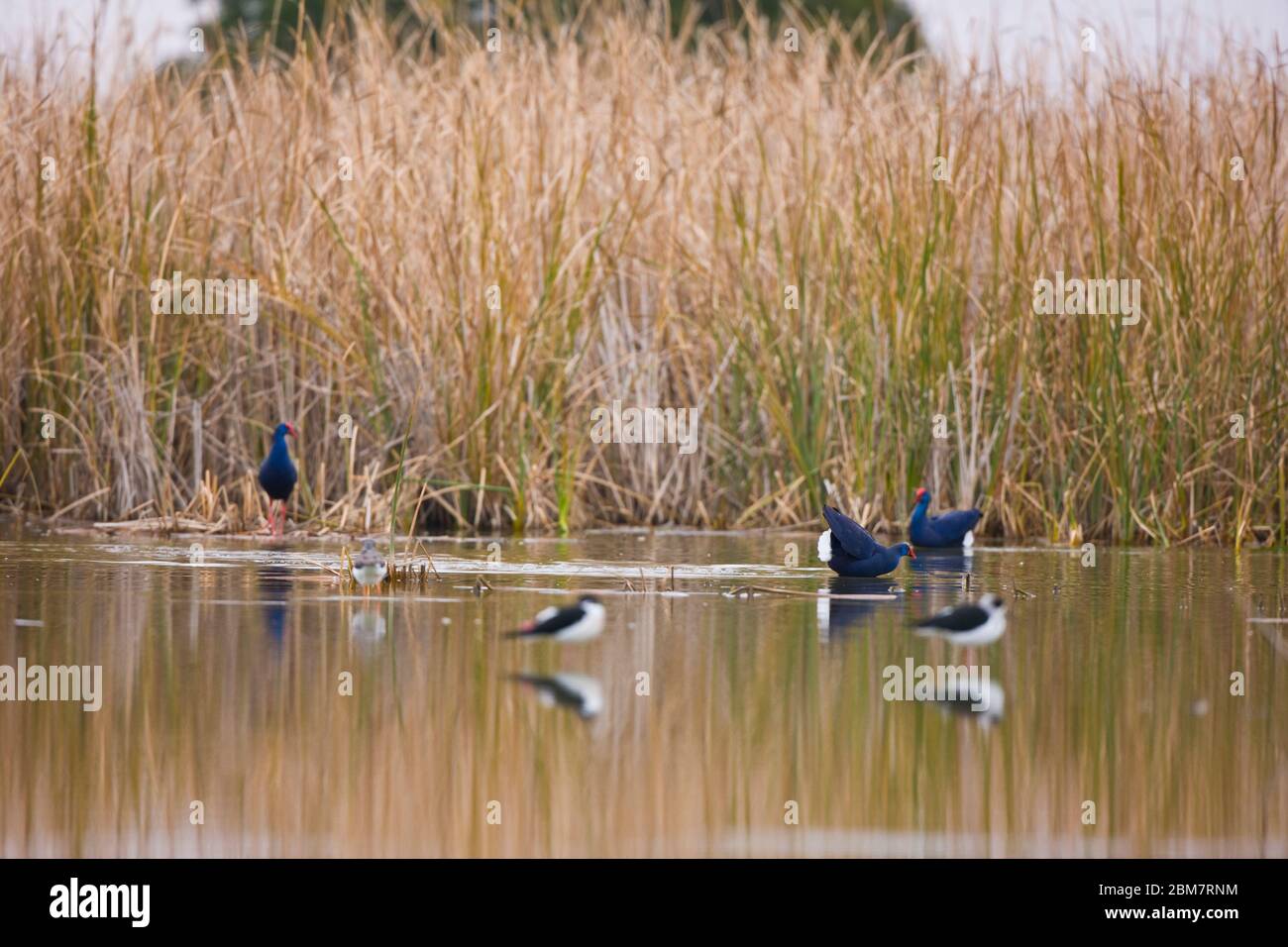 Calamon comun (Porphyris porphyris Stock Photo - Alamy