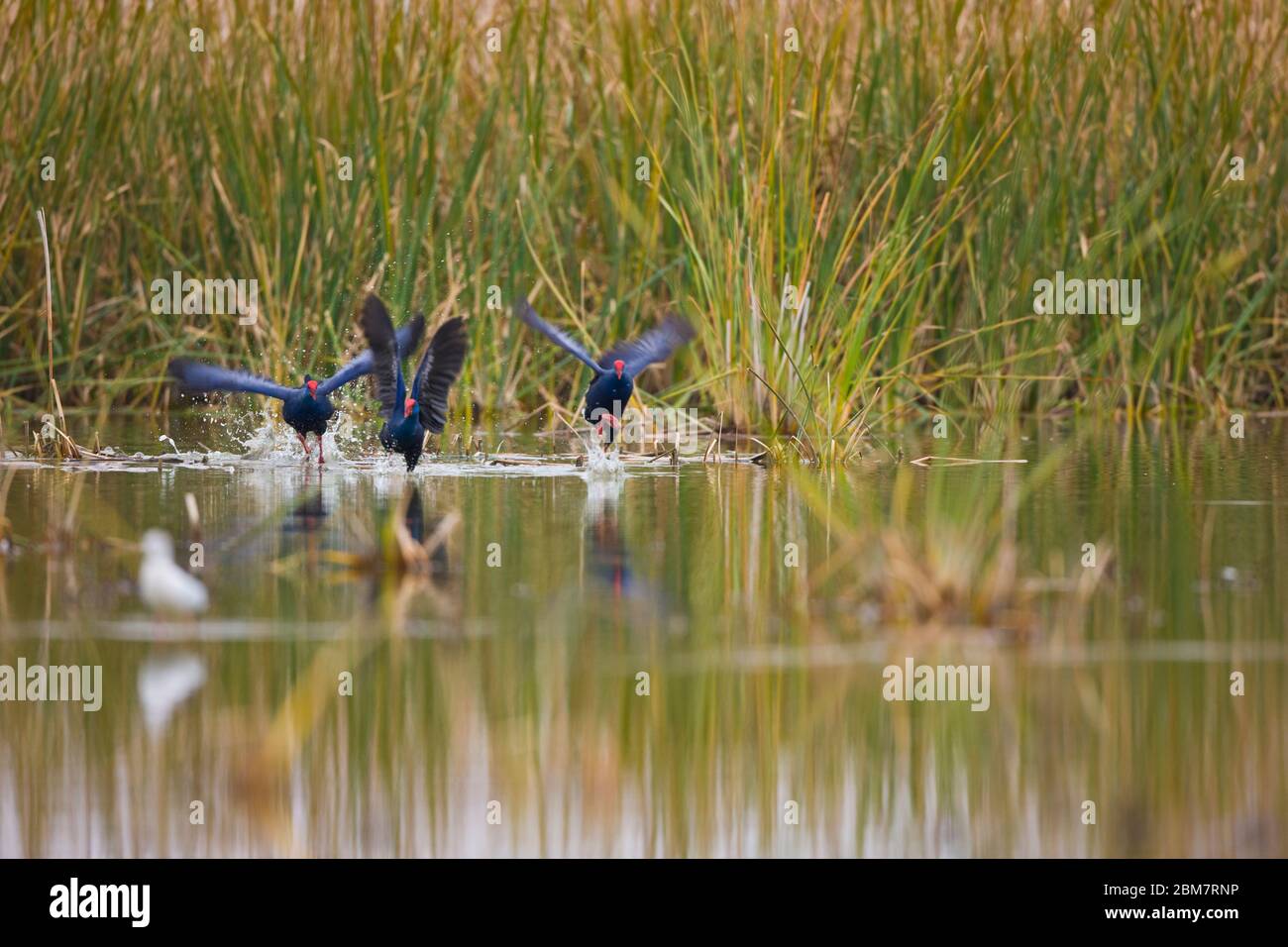 Comun rural hi-res stock photography and images - Alamy