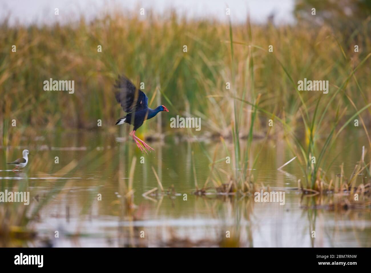 Porphyris hi-res stock photography and images - Alamy