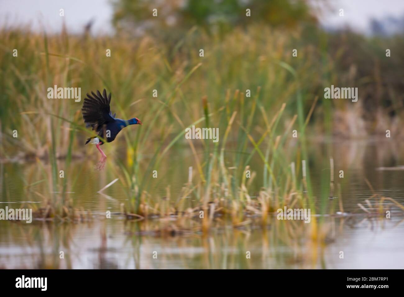Calamon comun (Porphyris porphyris Stock Photo - Alamy