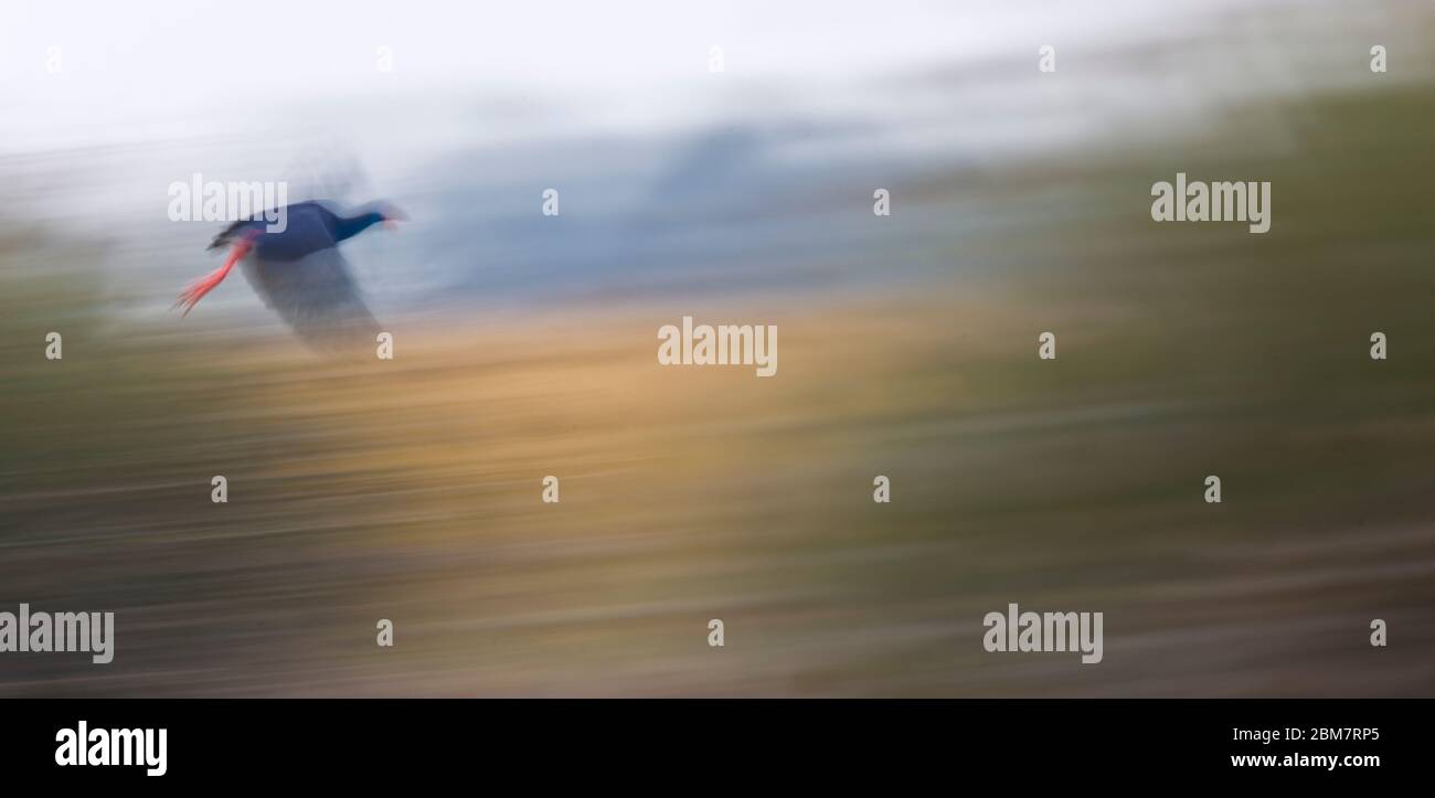 Calamon comun (Porphyris porphyris Stock Photo - Alamy