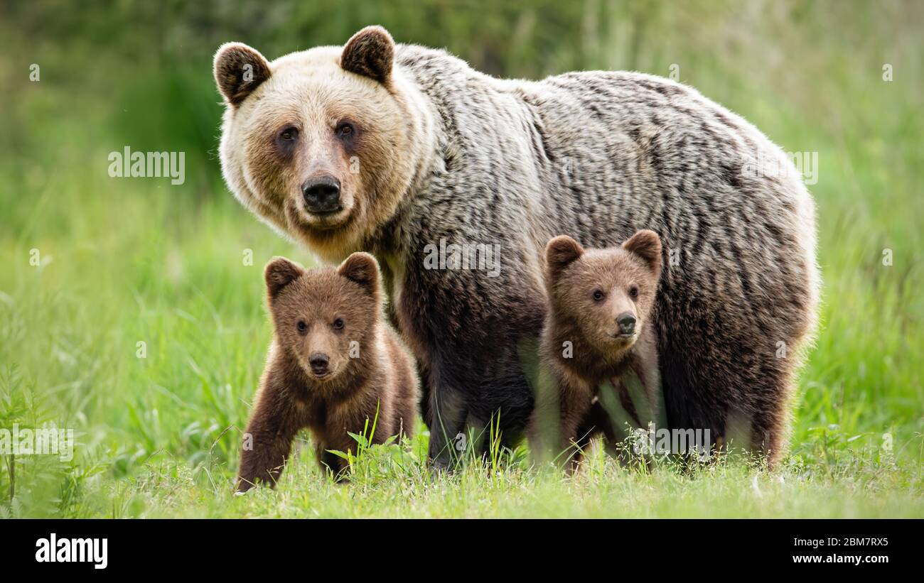 Protective female brown bear standing close to her two cubs Stock Photo ...