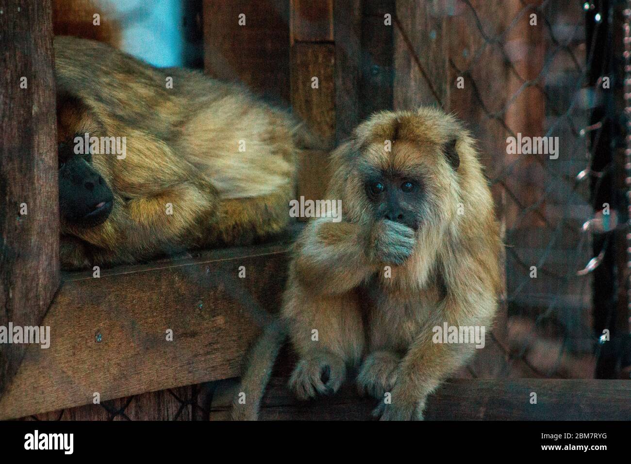 Baby monkey animal enclosure hi-res stock photography and images - Alamy