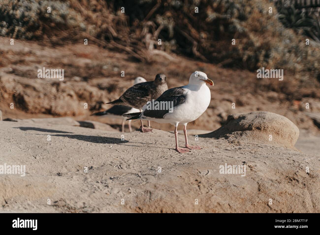 cute seagulls in California Stock Photo - Alamy