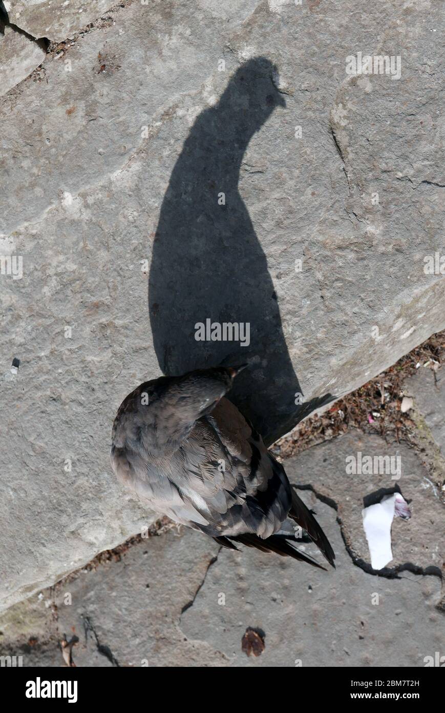 Pigeon under Italian sun, shadow on stone pavement Stock Photo - Alamy