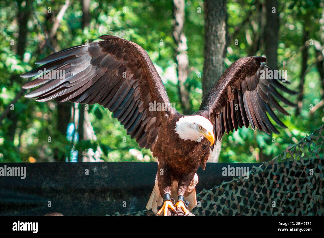 Bald eagle spreading its wings at the zoo Stock Photo - Alamy