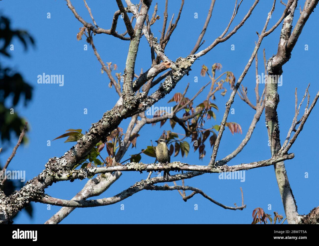 India’s rich natural landscape has long been the refuge of birds from ...